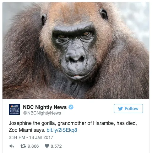 DAMN YOU, 2017: Harambe’s Grandmother Just Died | The Daily Wire
