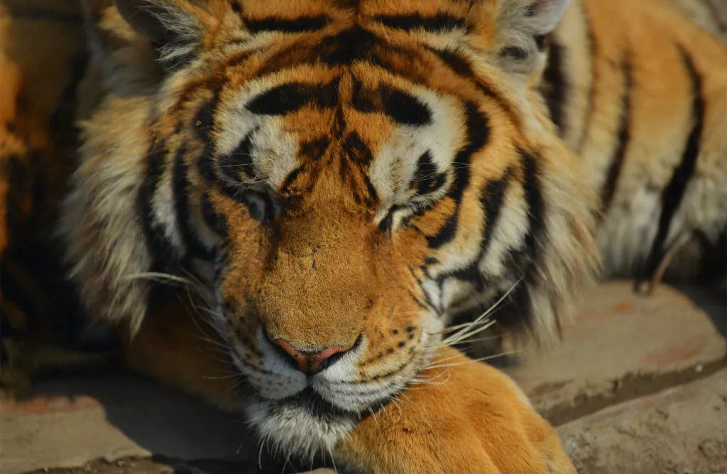 Tiger In Houston Neighborhood Was Apparently Owned By A Murder Suspect ...
