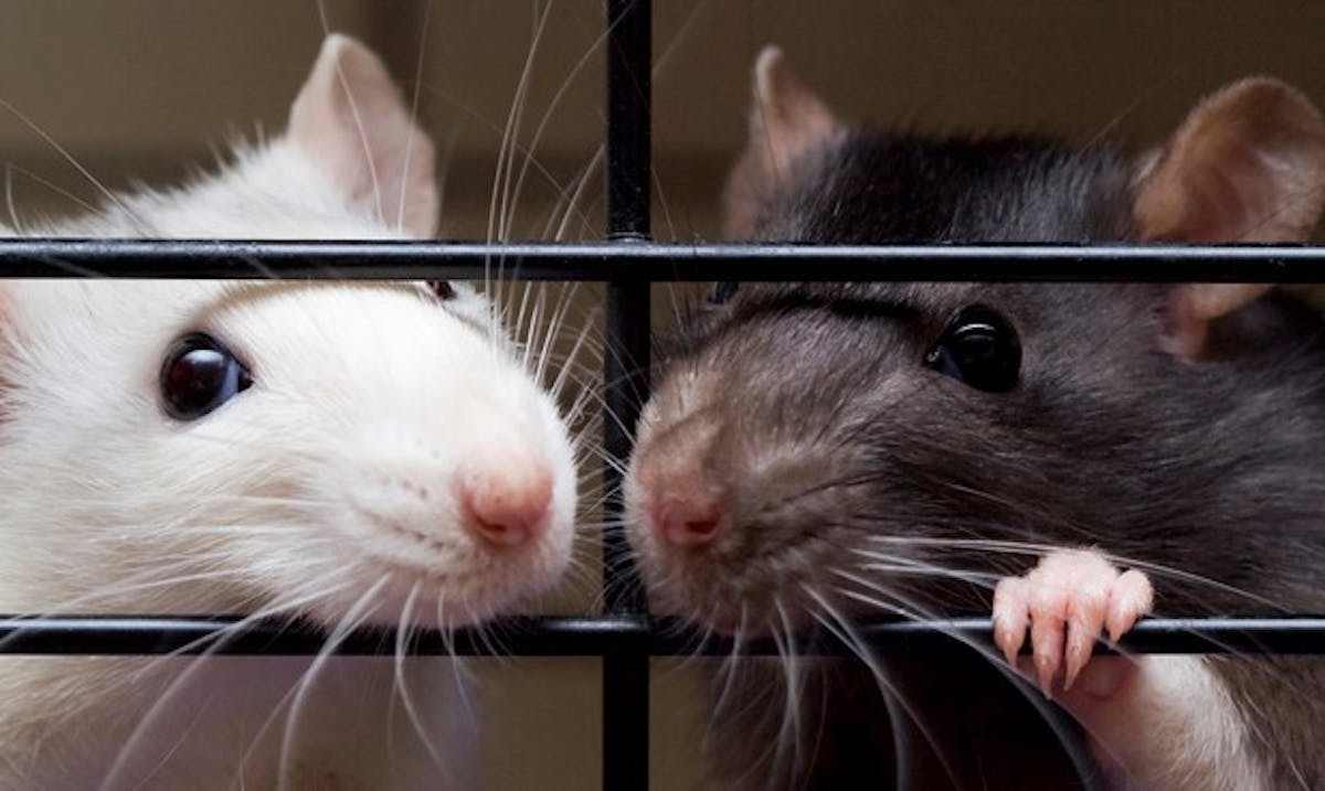 Chicago Releases Feral Cats On City Streets To Tackle Explosion In Rat ...