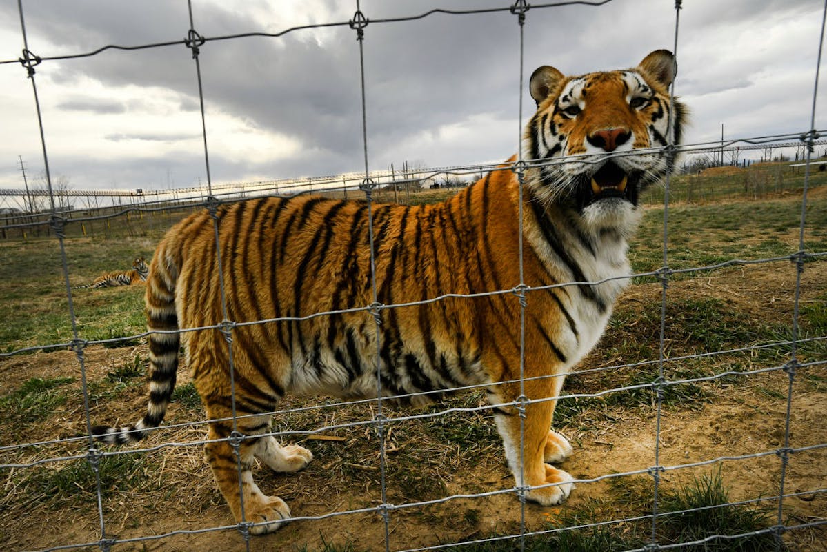 Tiger King Casting Heats Up with Dennis Quaid and Kyle MacLachlan