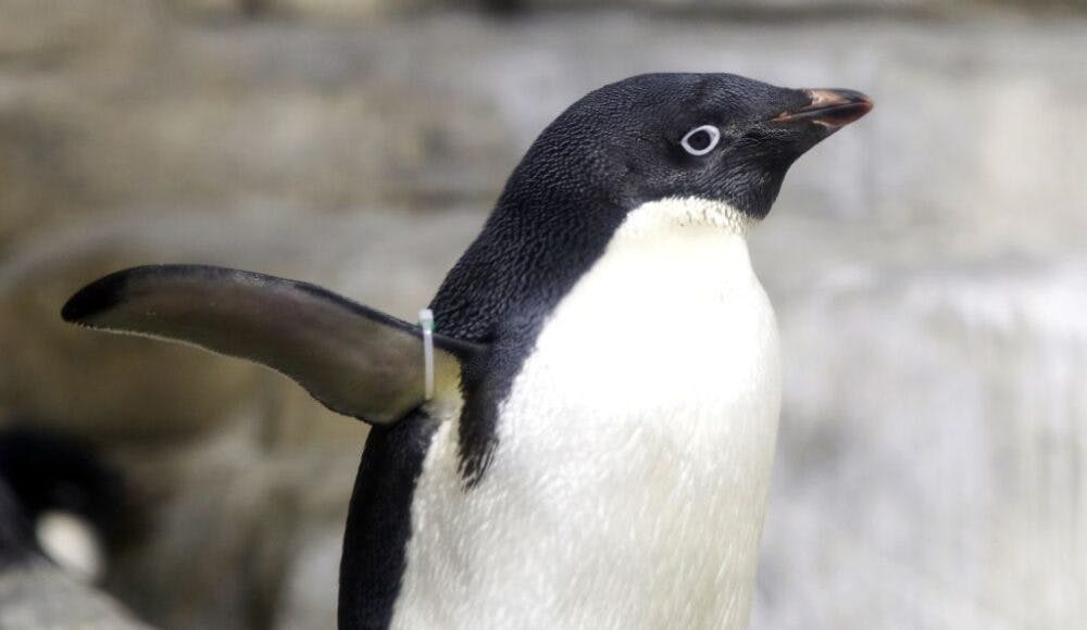 Wild Penguin Waddles Ashore 2,000 Miles From Antarctica