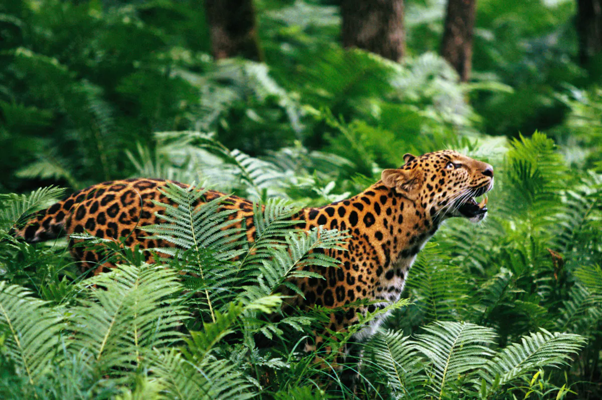 Singles Encouraged To Act Like Animals For Reality TV Dating Show ‘Love ...
