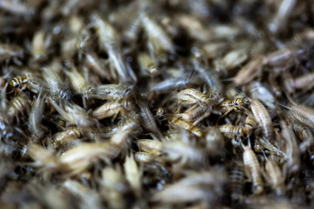 Canadian Plant Will Produce Nearly 10 Tons Of Crickets — For Human And ...