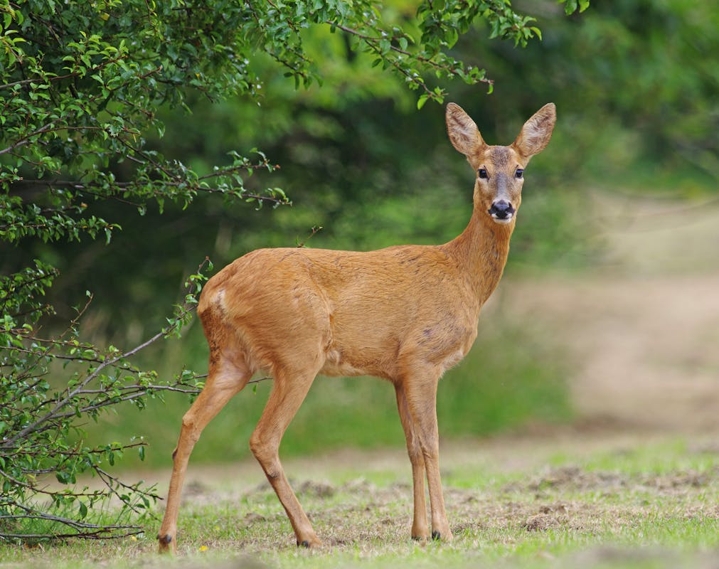 WATCH: Deer Crashes Through Bank Window, Then Skids Across Tile Floor ...