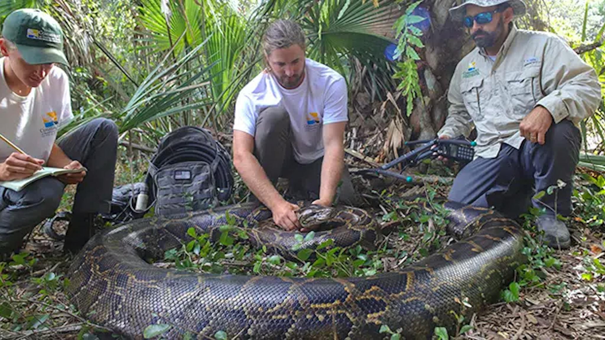 Florida Conservancy Group Discovers Record Breaking Burmese Python In Everglades