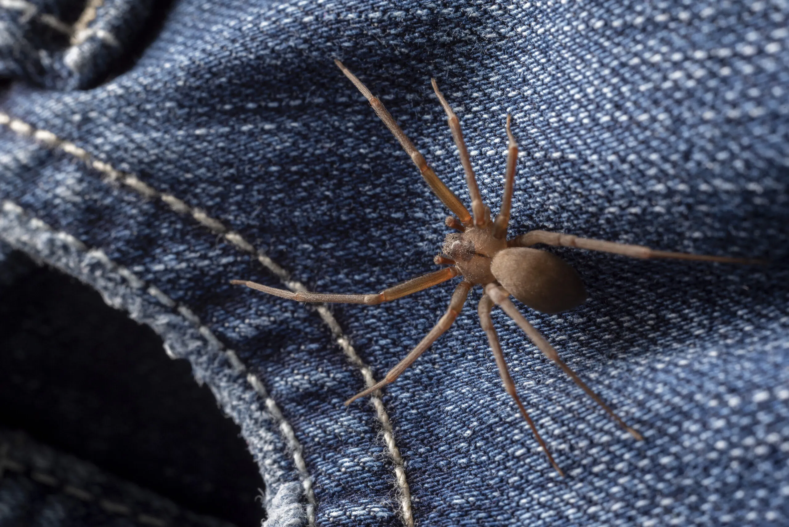 Woman Fighting For Her Life After 15 Spider Bites Cause Flesh-Eating ...