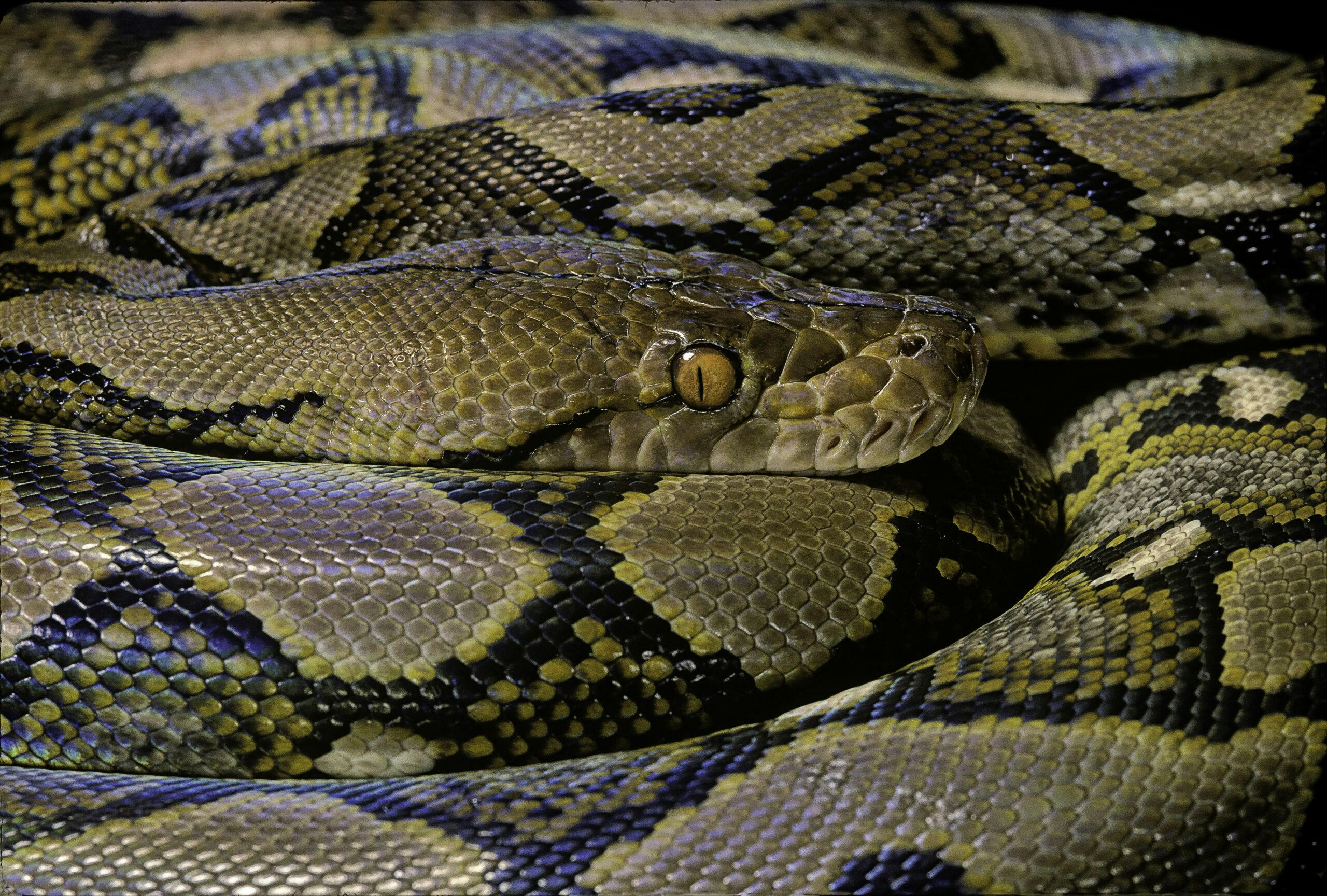 Police Shoot 15-Foot Snake Wrapped Around Pennsylvania Man’s Neck In ...