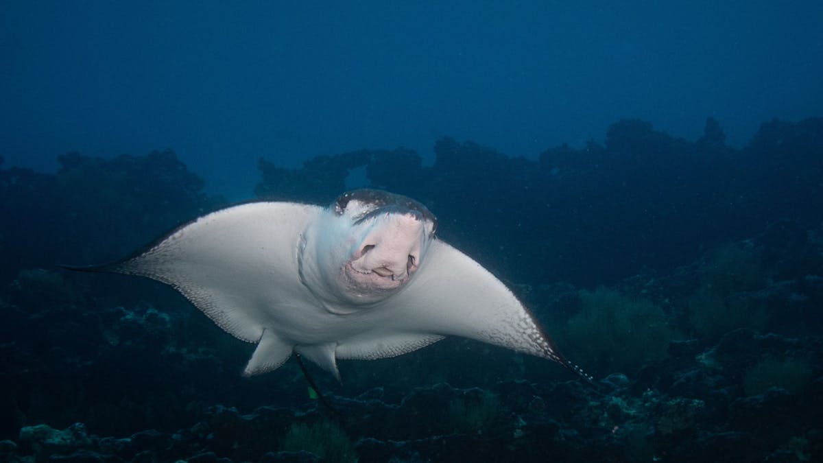 Rare, Giant Sea Creature Jumps Into Alabama Boat And Gives Birth