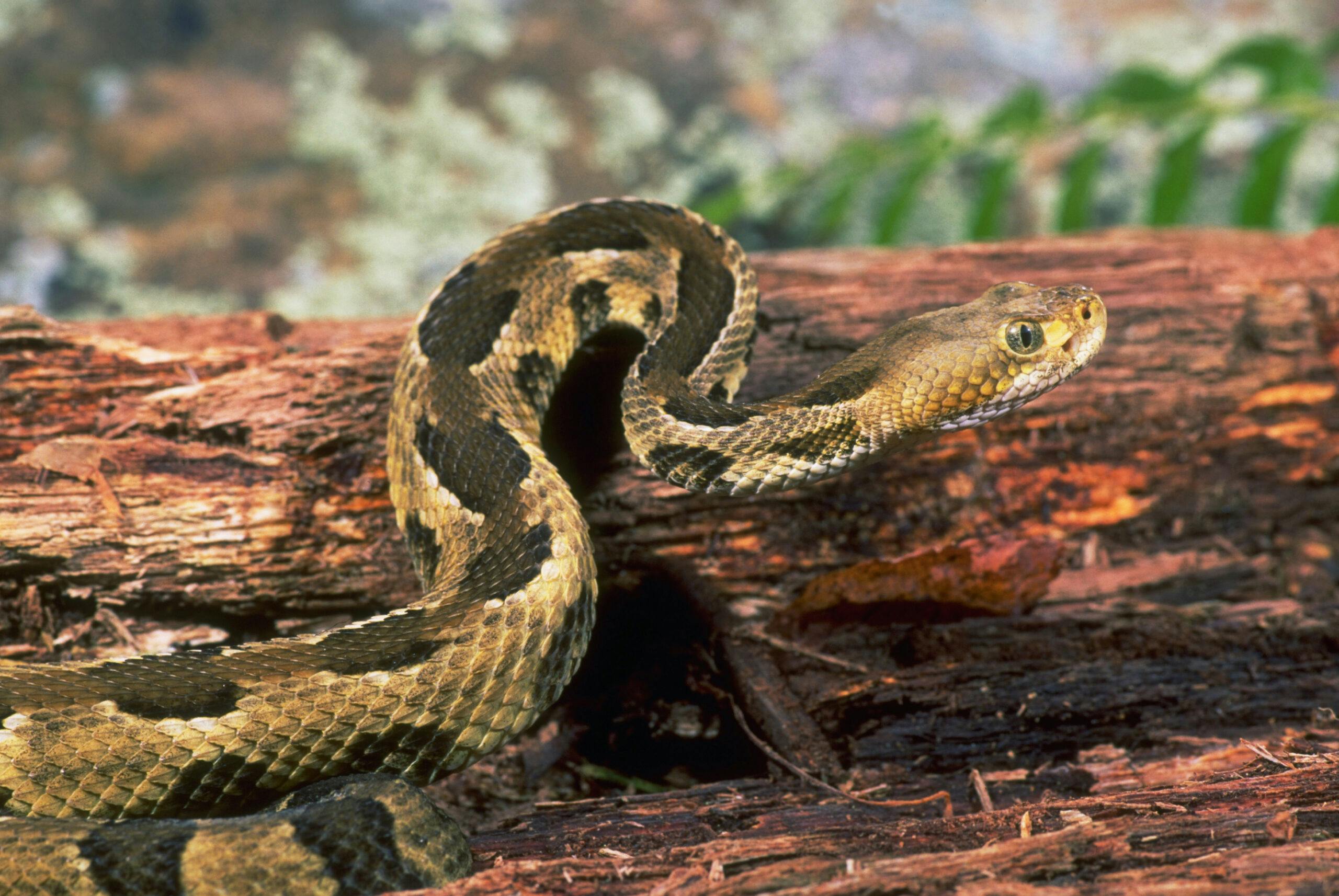 80-Year-Old Snake Researcher, Former Paratrooper, Dies After ...