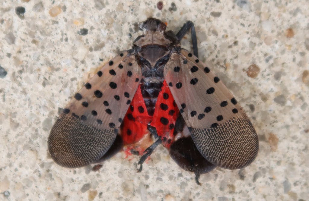 ‘Sneaky’: Spotted Lanternfly Spreading, Threatens Crops Across U.S ...