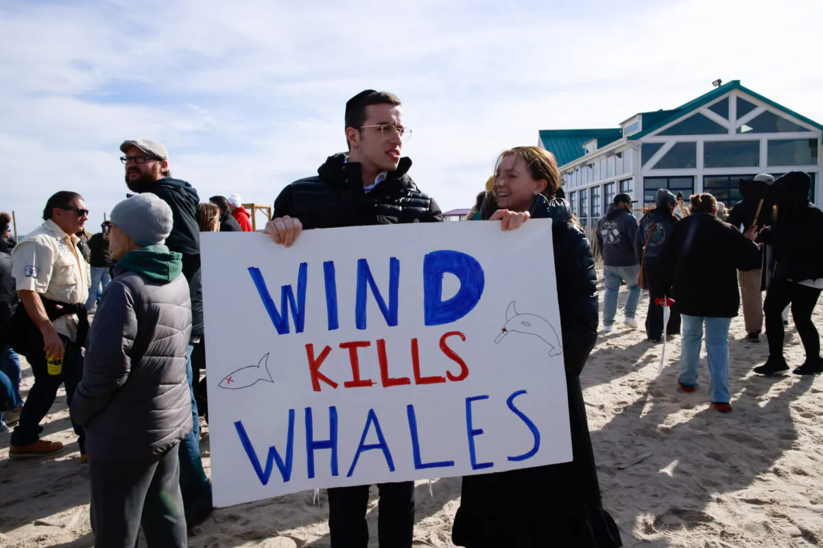 Wind Farm Blamed For Surge In Dead Whales On U.S. Atlantic Coast
